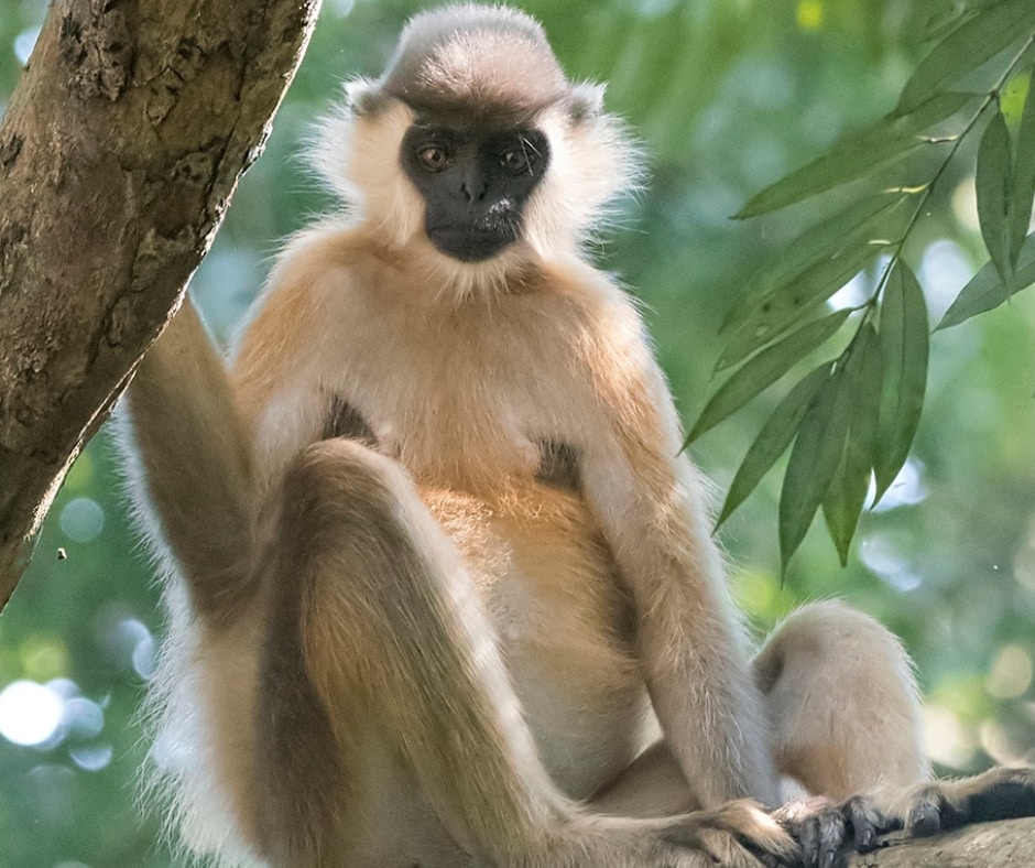 Donation Thank You India Western Ghats | Saving Nature