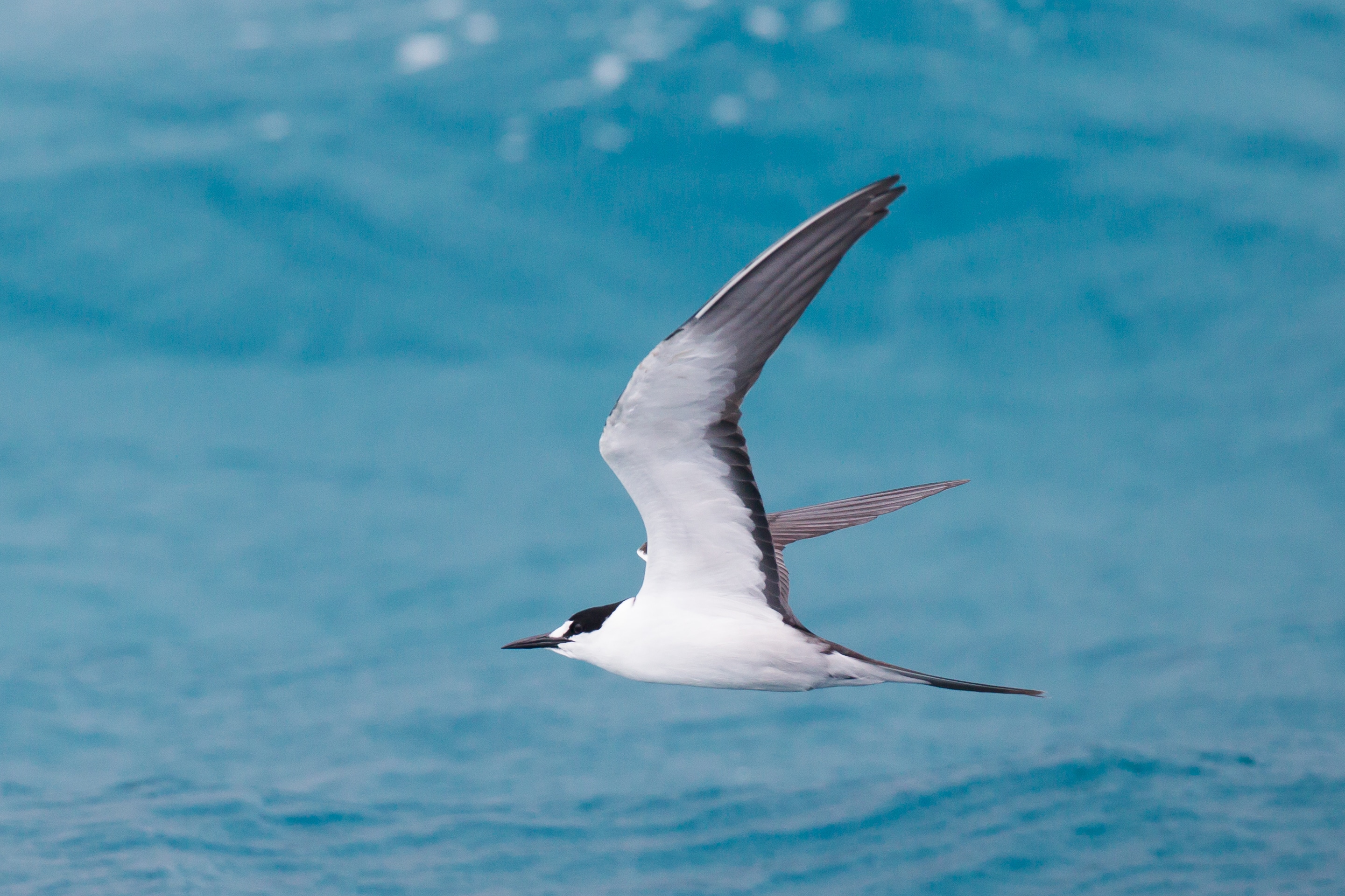 The Health of Our Oceans: Seabirds as Sentinels. - Saving Nature