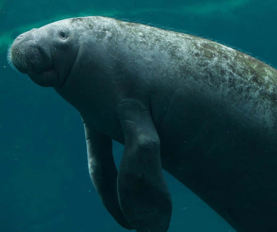 Wetlands and Rainforests of Colombia's Magdalena Valley