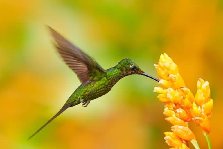Saving Nature Protecting Biodiversity. Healing Earth.